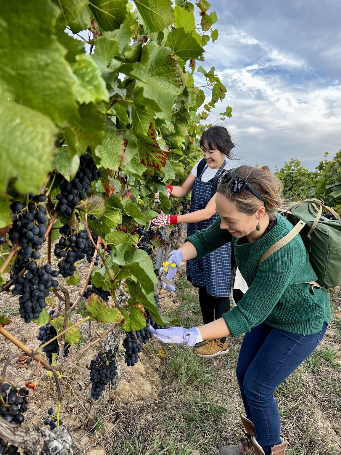 The Ultimate Guide to the German Wine Regions - Really Grape