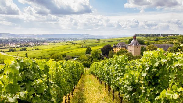 The Ultimate Guide to the German Wine Regions - Really Grape