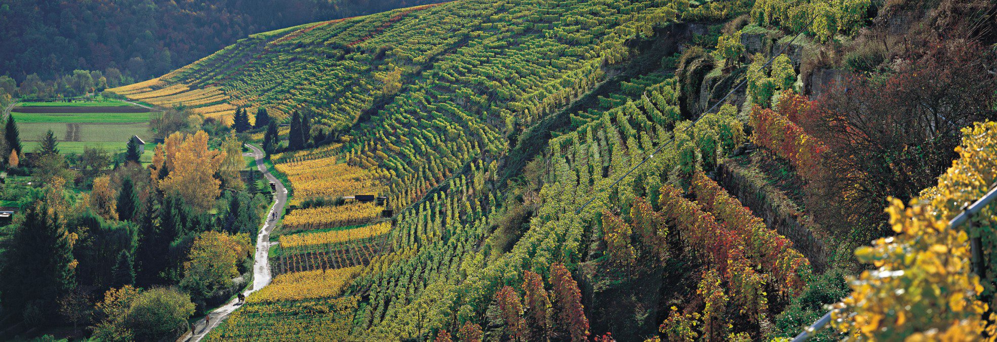 The Ultimate Guide to the German Wine Regions - Really Grape