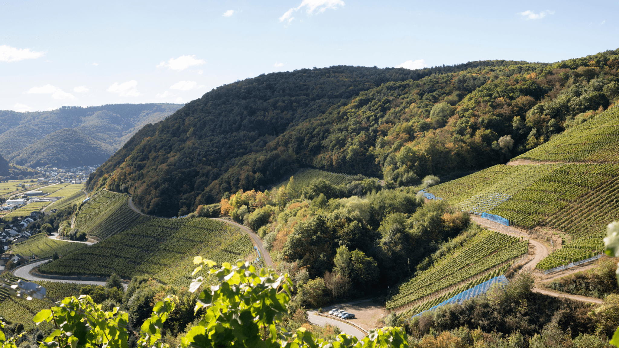 The Ultimate Guide to the Ahr Wine Region: Germany’s Hidden Red Wine Gem