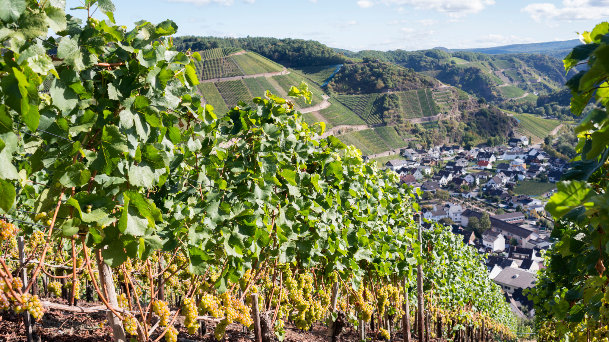 The Ultimate Guide to the Ahr Wine Region: Germany’s Hidden Red Wine Gem