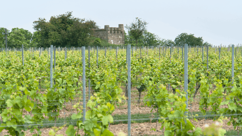 Why the Rheinhessen Wine Region Should Be Your Next Wine Getaway